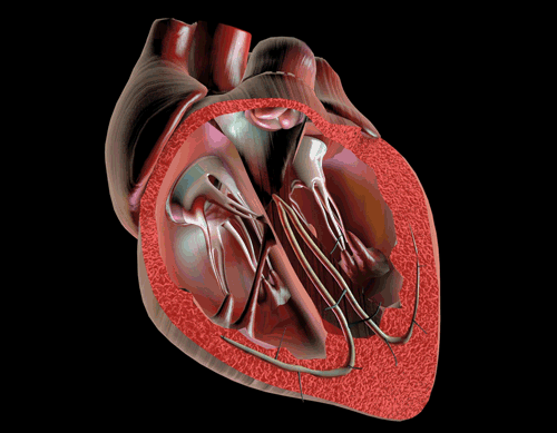 Heart Failure Market to Soar to $11.8 Billion by 2025
