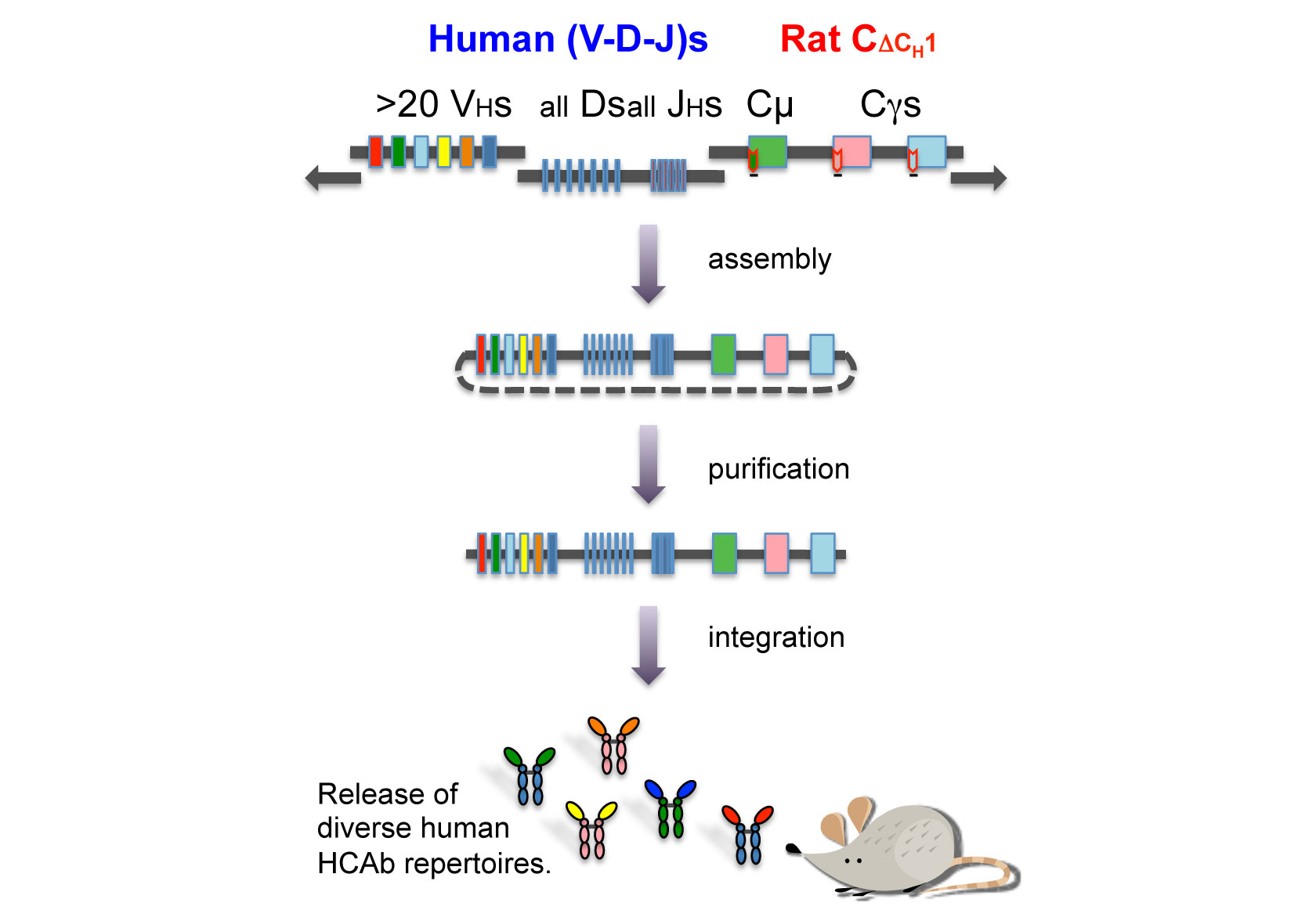 Teneobio's Next Generation T Cell Redirection Antibody Platform for Cancer Biotherapeutics ...