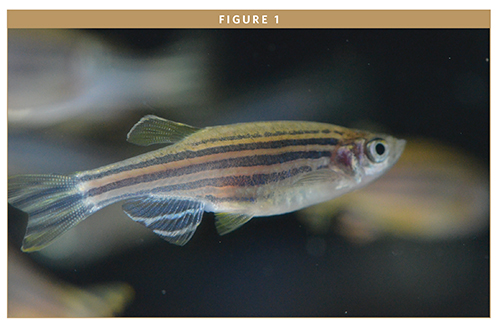 DRUG DISCOVERY - Zebrafish in Preclinical Drug Development - A Small ...