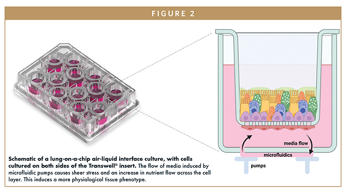 ORGAN-ON-A-CHIP - A Novel Way to Accurately Test Delivery of Non ...