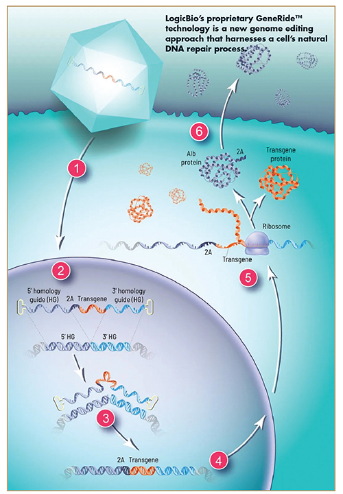 GENE EDITING TECHNOLOGY - Harnessing a Cell’s Natural DNA Repair ...