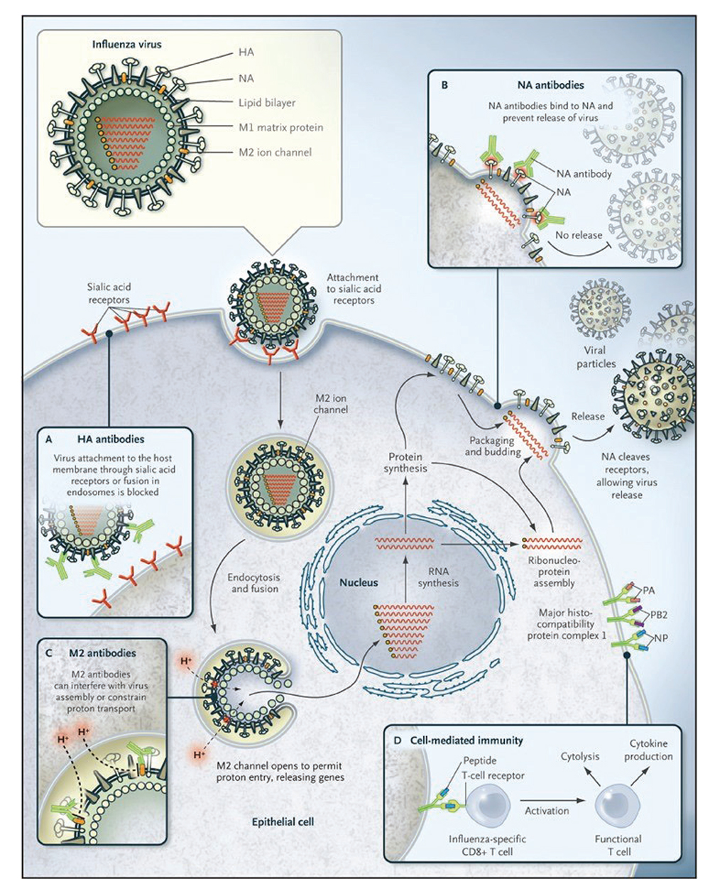 VACCINE DEVELOPMENT - A Healthier Global Population Through a Universal ...